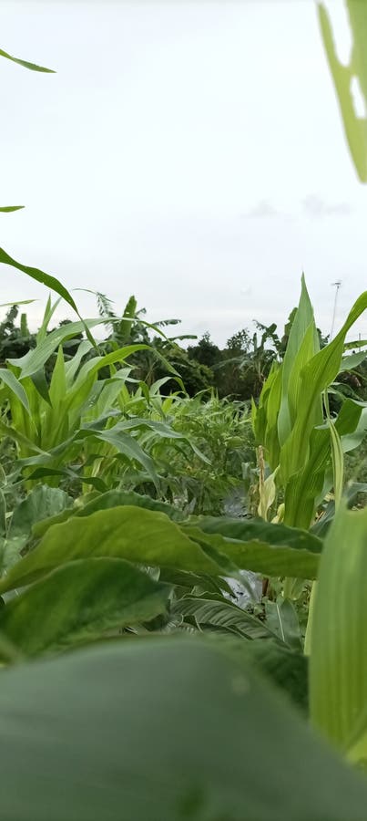 Corn in the grass stock photo. Image of grass, agriculture - 262493150