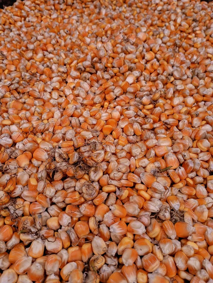 Corn is a Grass Plant that Has a Single Seed Stock Image - Image of ...