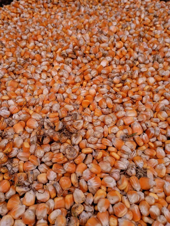 Corn is a Grass Plant that Has a Single Seed Stock Image - Image of ...