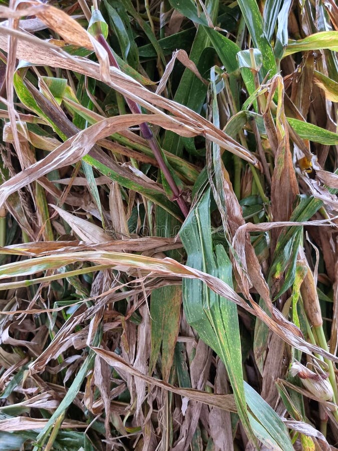 Corn grass trunk stock photo. Image of tree, soil, plant - 209933434