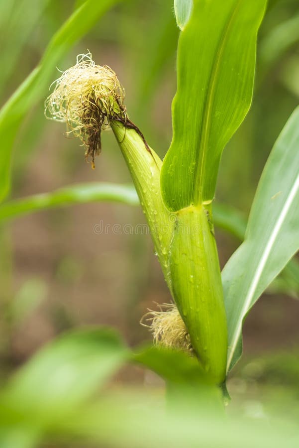 Corn in the Green Corn Field Stock Image - Image of green, crop: 227160145