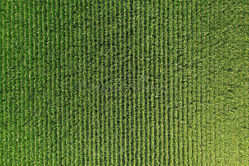 Corn Green Field from a Great Height Stock Image - Image of europe ...