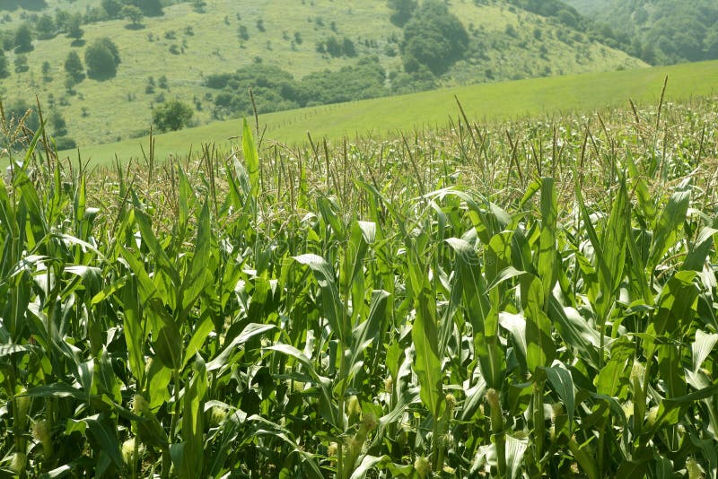 Corn Fields Sprouts in Rows in California Agriculture Stock Image ...