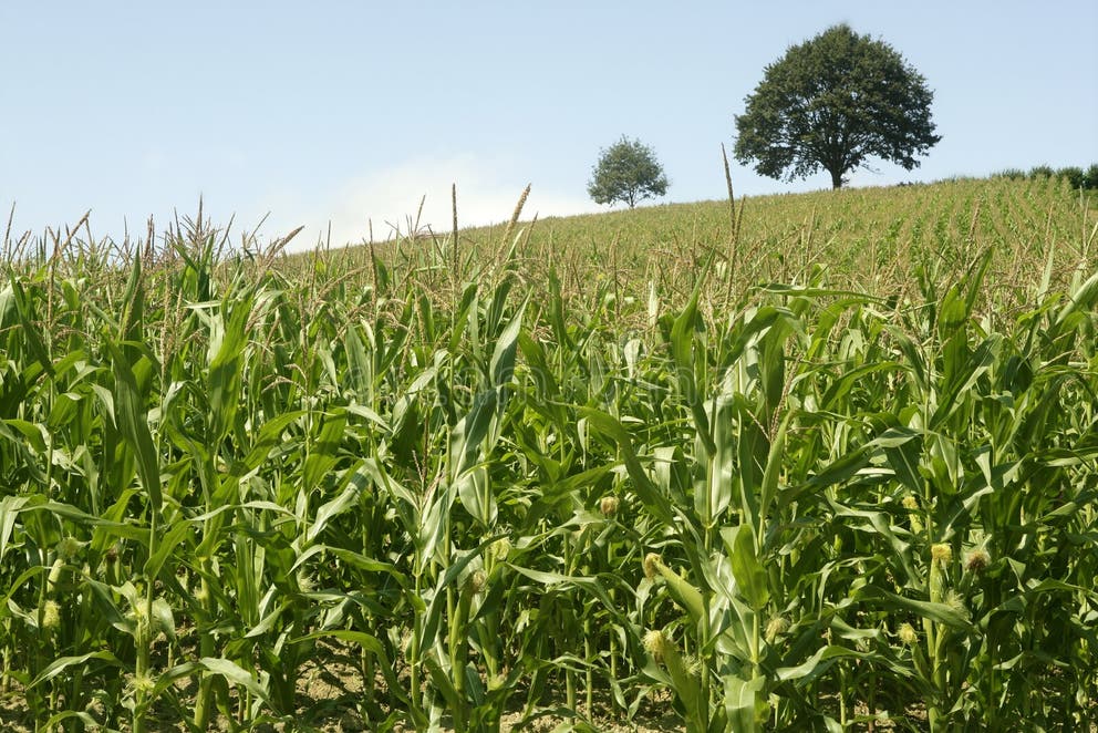 Corn Green Fields Landscape Outdoors Stock Photo - Image of grow ...