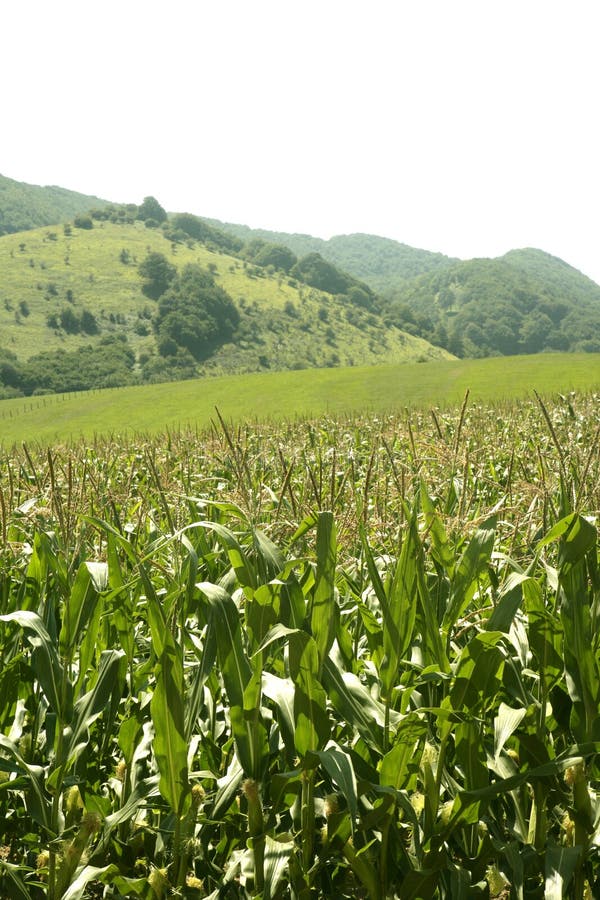 Corn Fields Sprouts in Rows in California Agriculture Stock Image ...