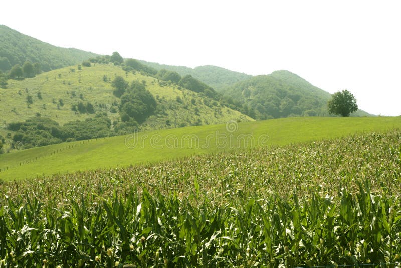Corn Fields Sprouts in Rows in California Agriculture Stock Image ...