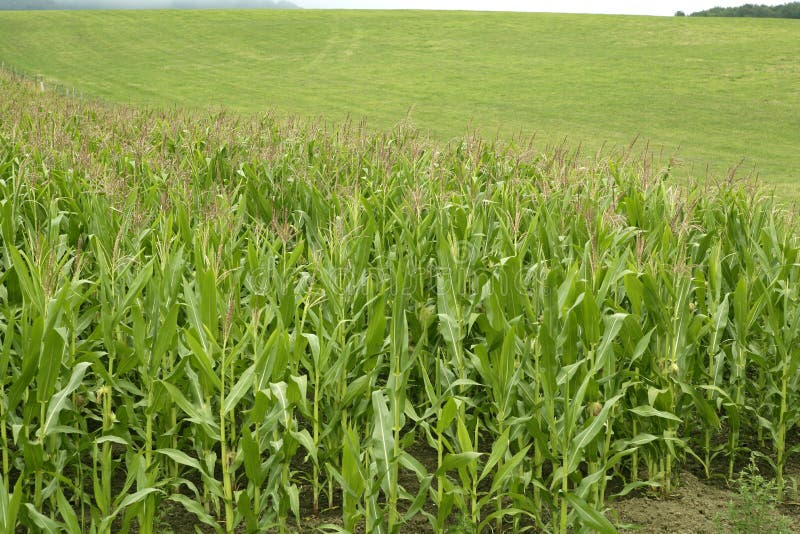 Corn Fields Sprouts in Rows in California Agriculture Stock Image ...