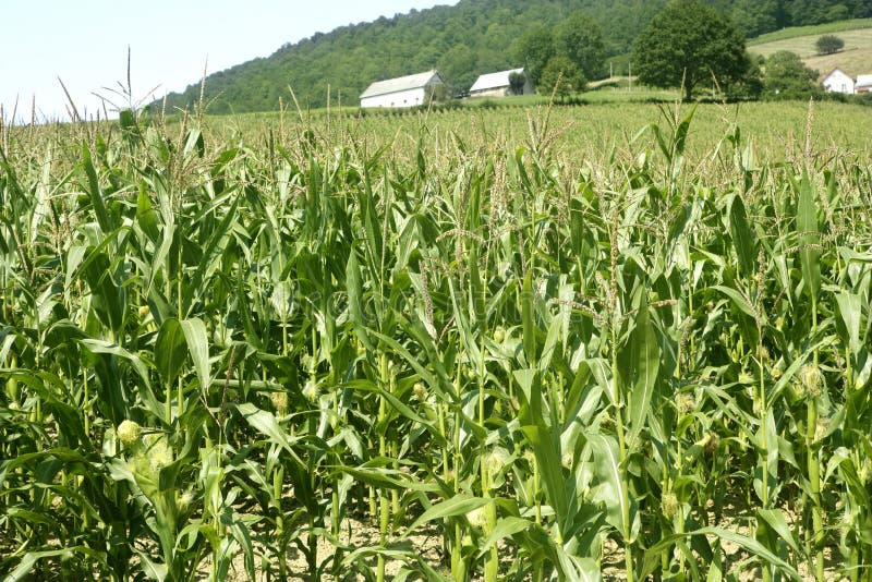 Corn Fields Sprouts in Rows in California Agriculture Stock Image ...