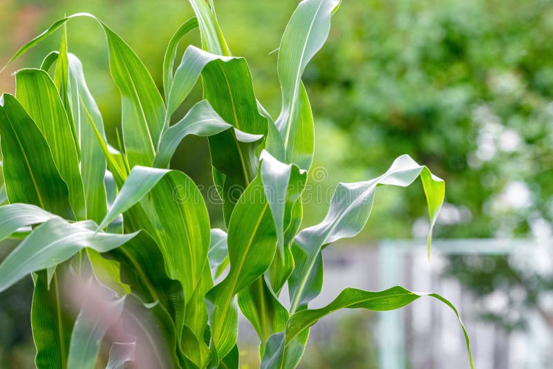 Corn with Green Leaves in the Field. Corn Cultivation Stock Photo ...