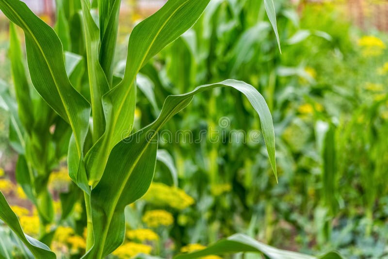 Corn with Green Leaves in the Field. Corn Cultivation Stock Image ...