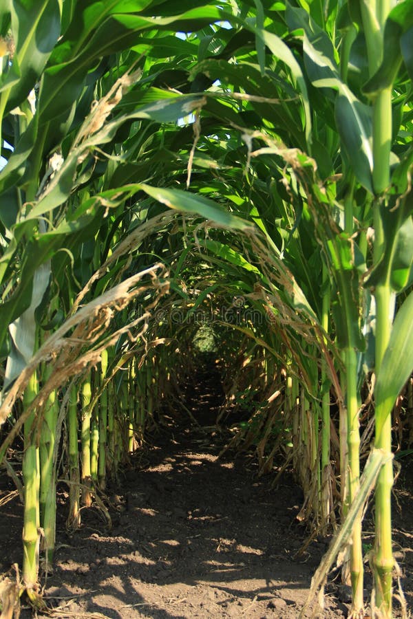 Corn Greens with Cobs in Rows in the Form of an Arch Stock Image ...