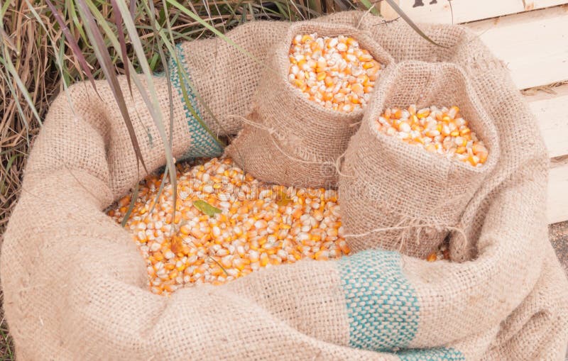 Corn groats and seeds stock image. Image of corncob, crop - 71882381