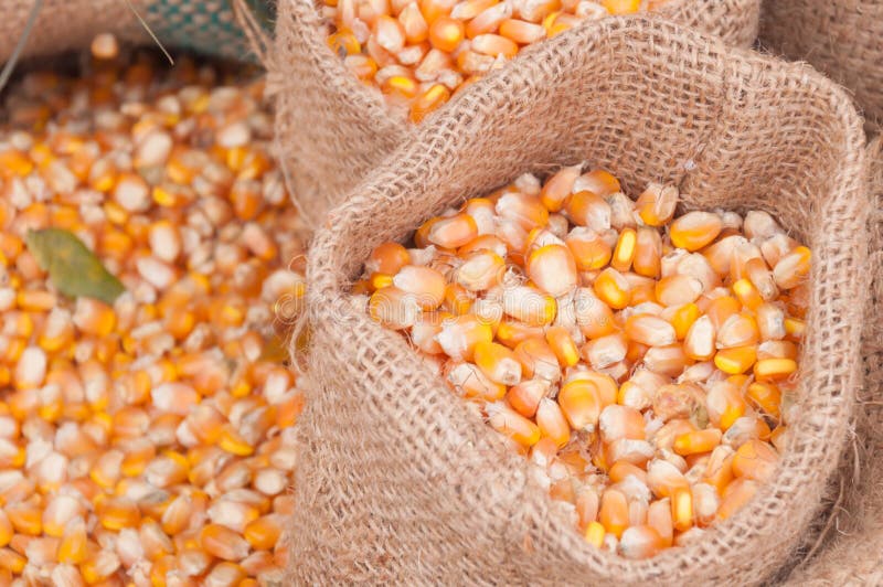 Corn groats and seeds stock image. Image of closeup, crop - 71886081