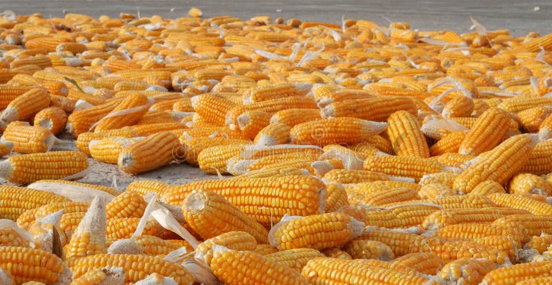 Corn on the Ground stock photo. Image of crop, cereal - 17438066