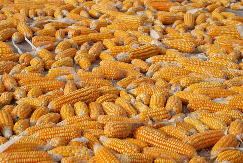 Corn on the Ground stock image. Image of dried, yellow - 17438293