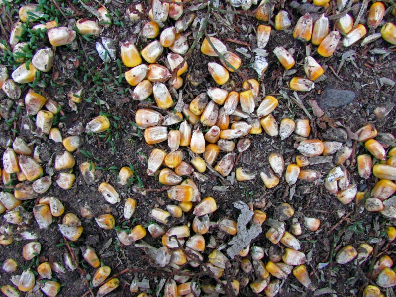 Corn at the Ground. Countryside Lifestyle Stock Image - Image of circle ...