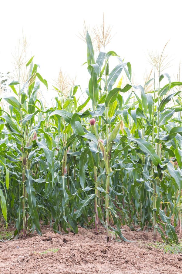 Corn on the ground. stock image. Image of countryside - 83979675
