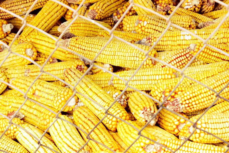 Corn Grouping stock image. Image of textured, full, biofuel - 27643047