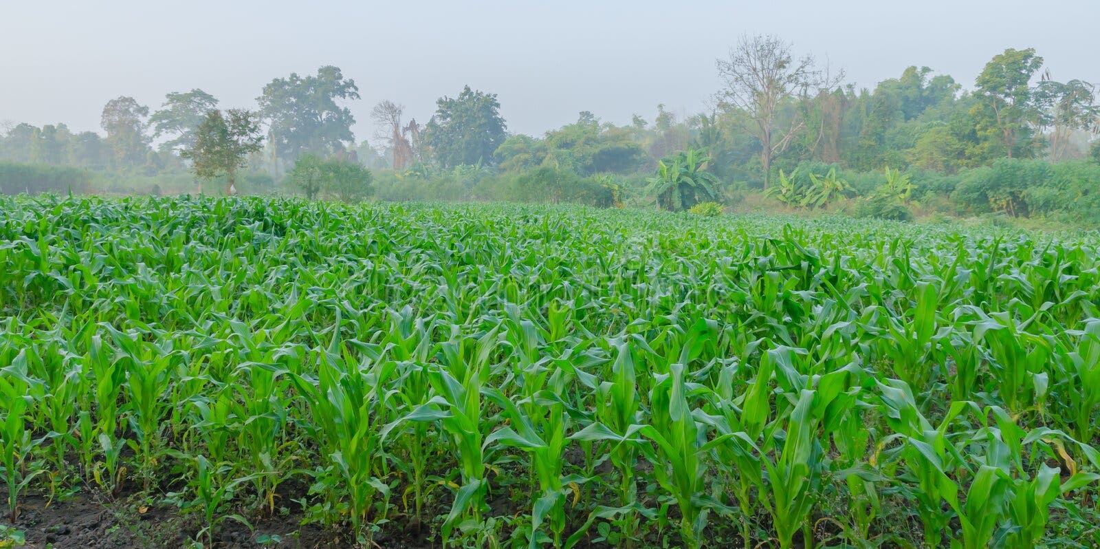 Organic Banana Plantation stock photo. Image of farm - 15045742