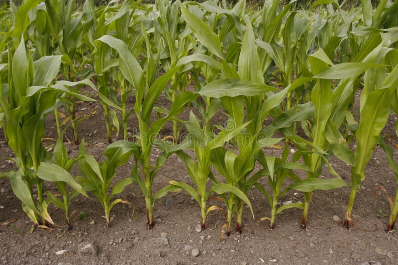Corn growing in field stock image. Image of cultivate - 40111913