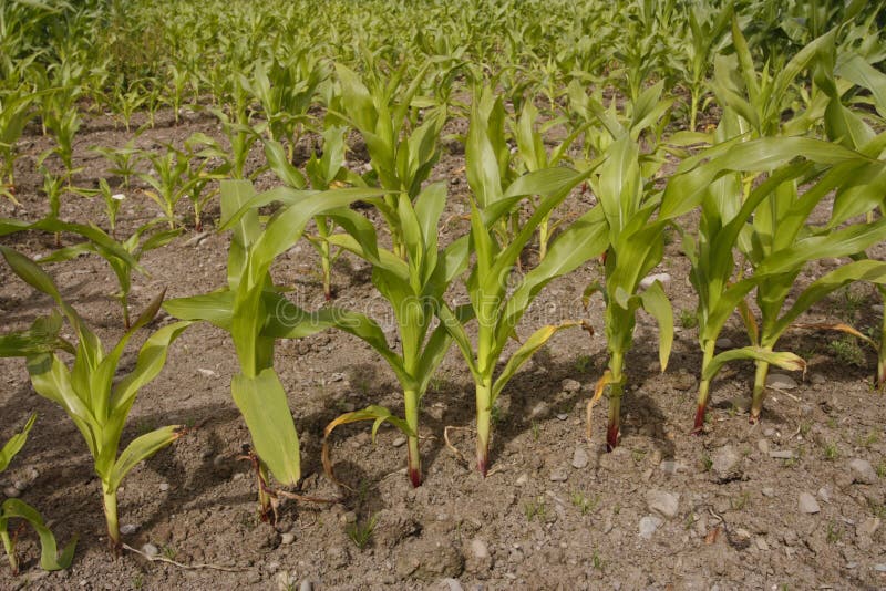 Corn growing in field stock photo. Image of soil, outdoors - 72274582