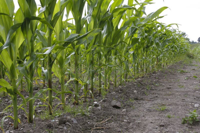 Corn growing in field stock image. Image of spring, agriculture - 88760165