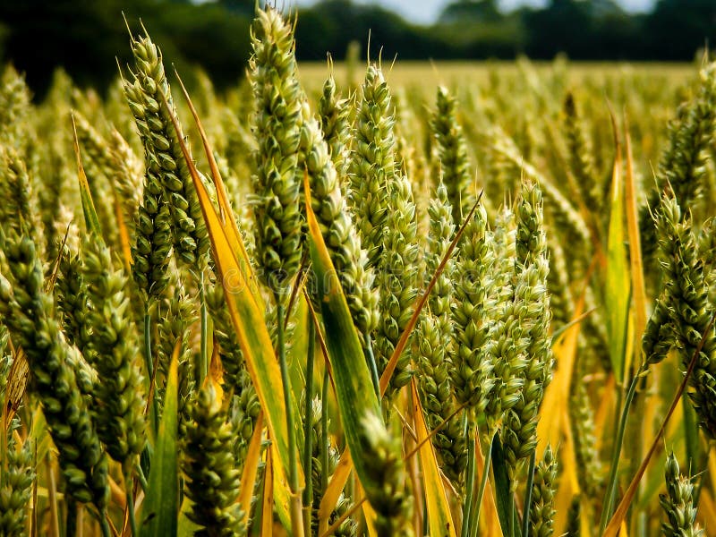 Corn field in Norfolk stock image. Image of yellow, straw - 122912507