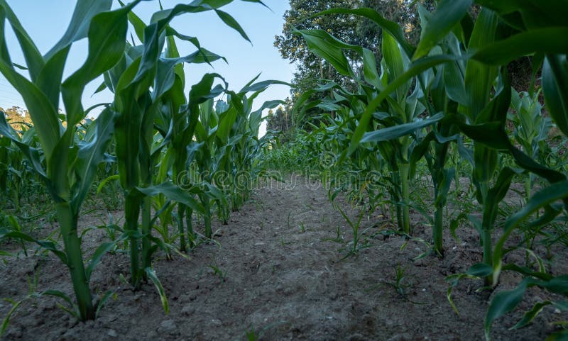 Corn Growing in a Field in Spring. Close Up View Along Corn Rows. Stock ...