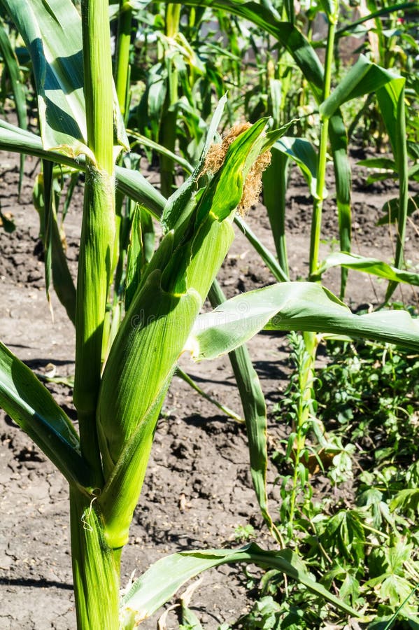 Maize plant stock photo. Image of vegetable, green, rural - 103656514