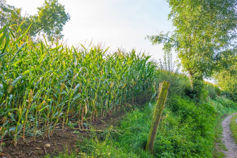 Corn Growing in a Field in Sunlight in Autumn Stock Photo - Image of ...