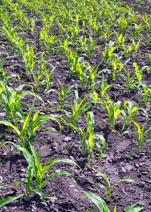 Corn Growing in the Vegetable Garden in Row Stock Image - Image of ...