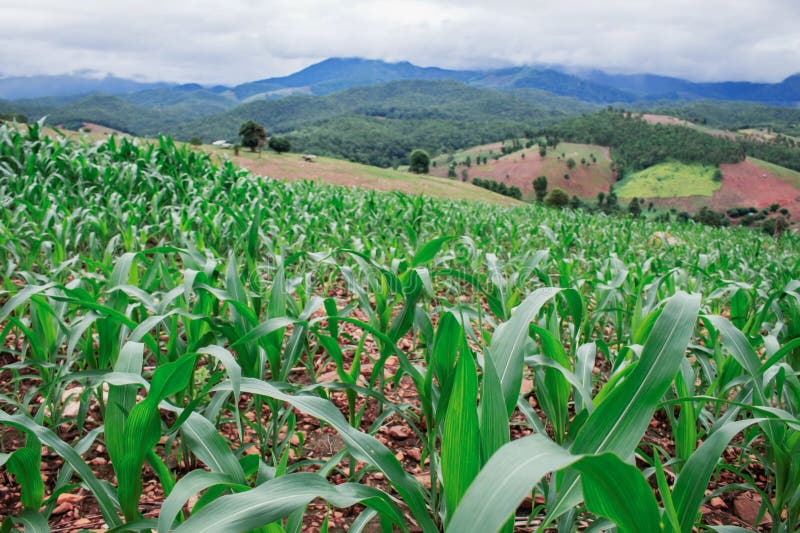 Corn Growing on a Hillside. Stock Image - Image of husbandry, leaf ...