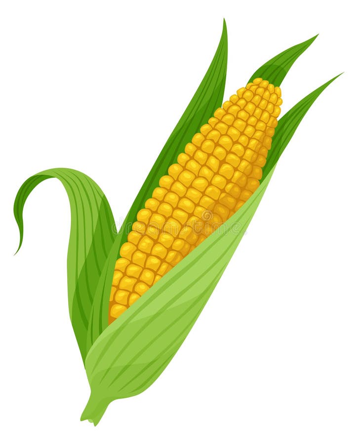 Corn Growing Stage. Maize Growth Plant Isolated on White Background ...
