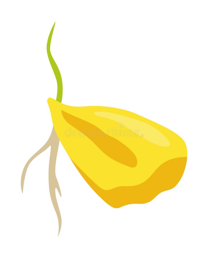 Corn Growing Stages. Maize Growth from Grain To Fruit-bearing Plant ...