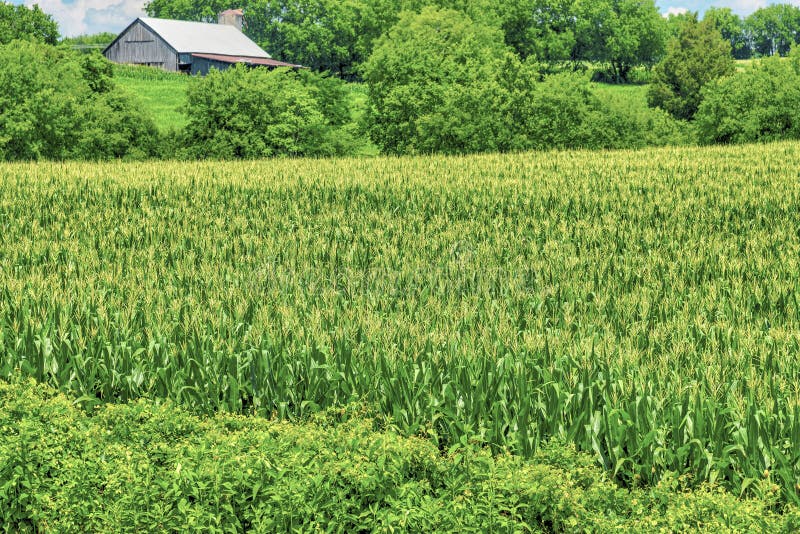 Corn Growing in the Vegetable Garden in Row Stock Image - Image of ...