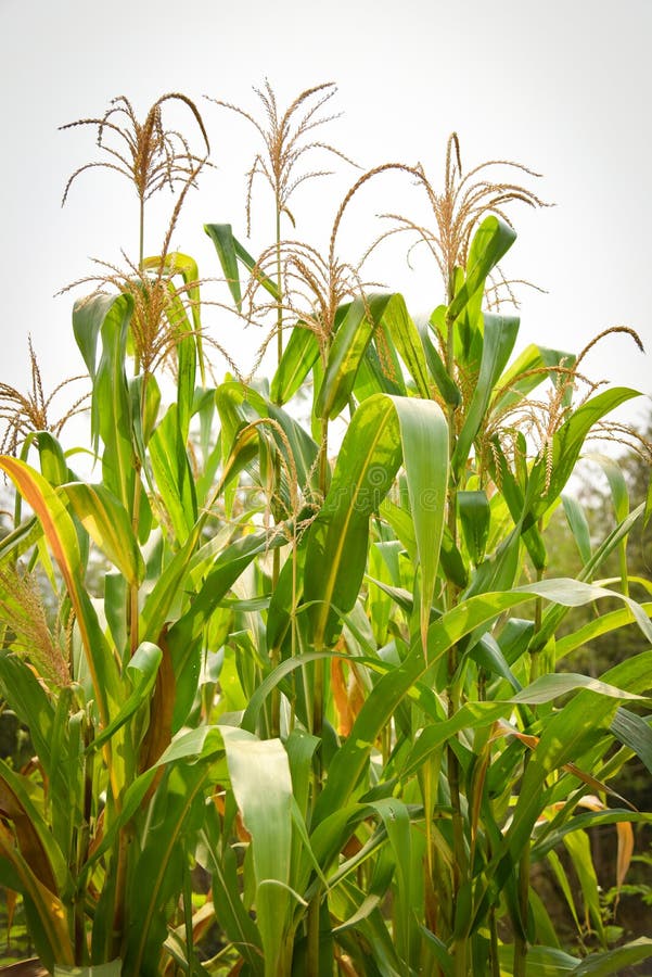 Corn Growing on Tree with the Sunlight. Stock Image - Image of food ...