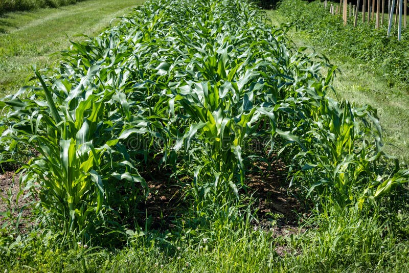 Corn Growing in the Vegetable Garden in Row Stock Image - Image of ...