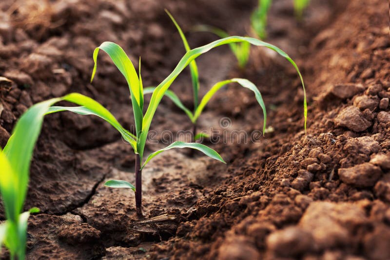 Corn Grown on Farmer S Farms is Growing. There is a Mild Sunlight in ...