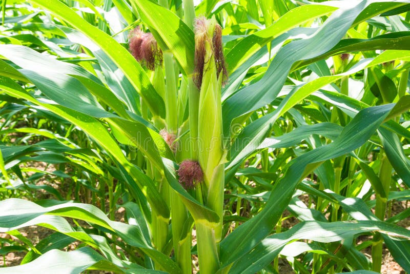 Corn is Grown, Harvest Season Stock Photo - Image of field, growth ...