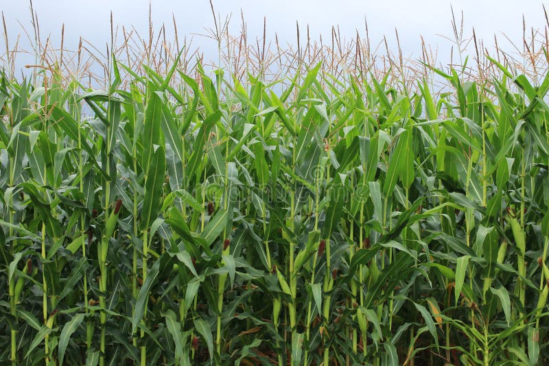 Corn Grows on an Agricultural Field. Agriculture of Ukraine Stock Photo ...