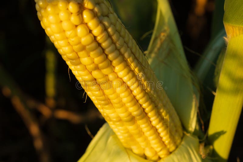 Corn Grows in an Agricultural Field. Close-up of a Ripe Corn Stock ...