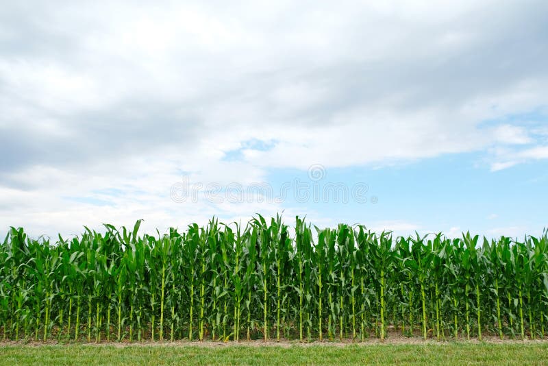 Corn Grows in the Field Farming and Industry Stock Photo - Image of ...