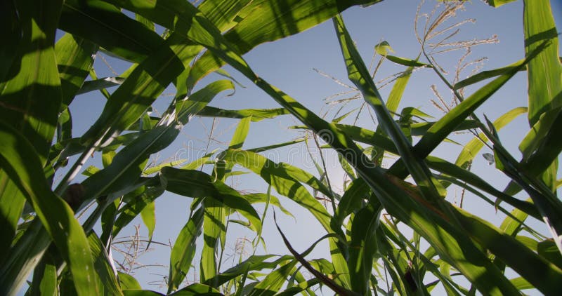 Corn Grows in the Field, a View from Below Against the Blue Sky. Slider ...