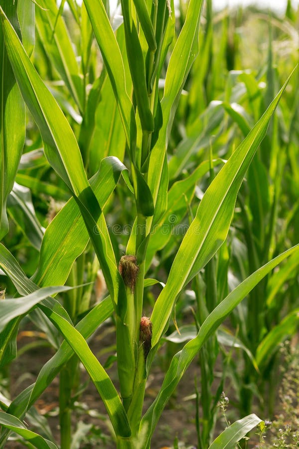 Corn Grows in the Garden. Agriculture, Agronomy, Industry Stock Photo ...