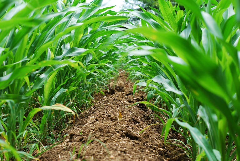 Corn in the test plot. stock image. Image of leaf, fresh - 194005741