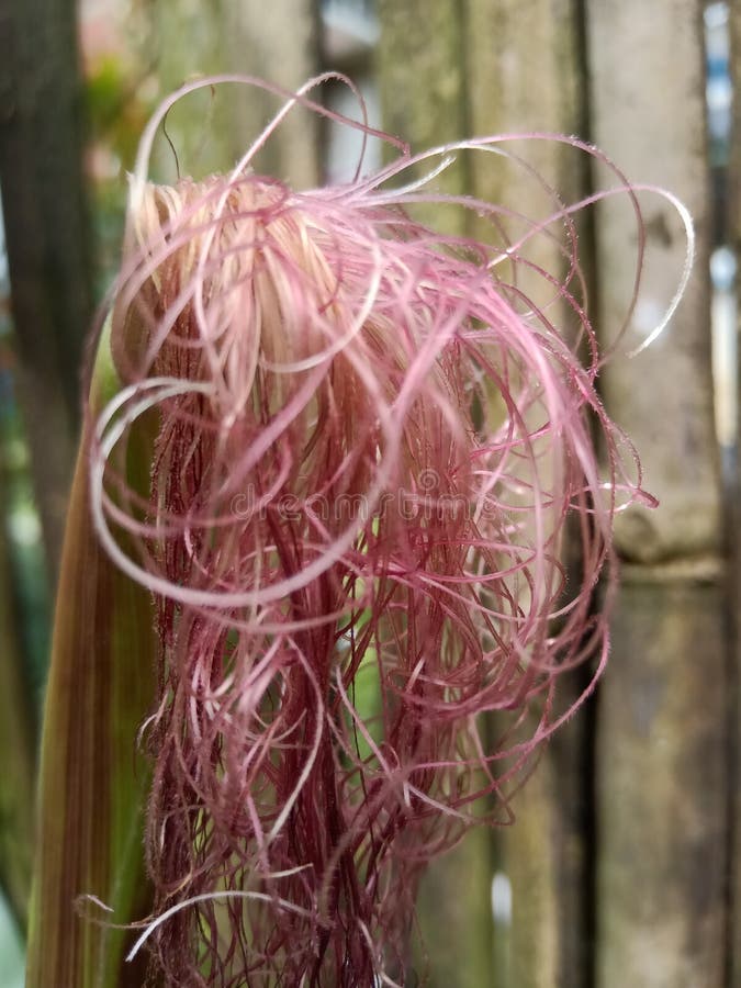 Corn Hair Fertilization Process Stock Image - Image of leaf, herb ...