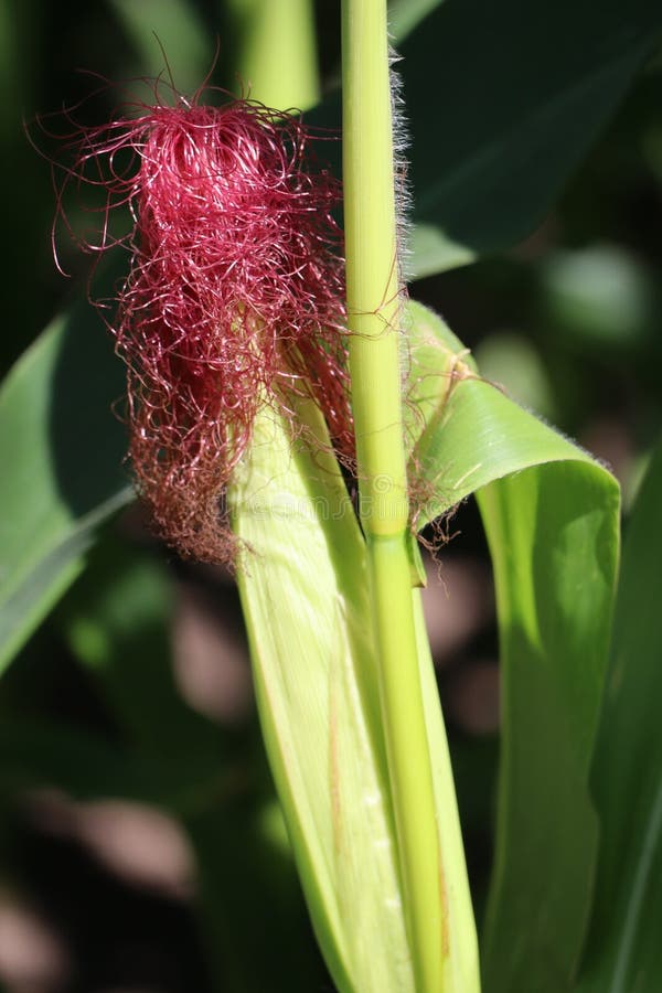 Corn hair stock image. Image of vegetables, zeamays - 330266685