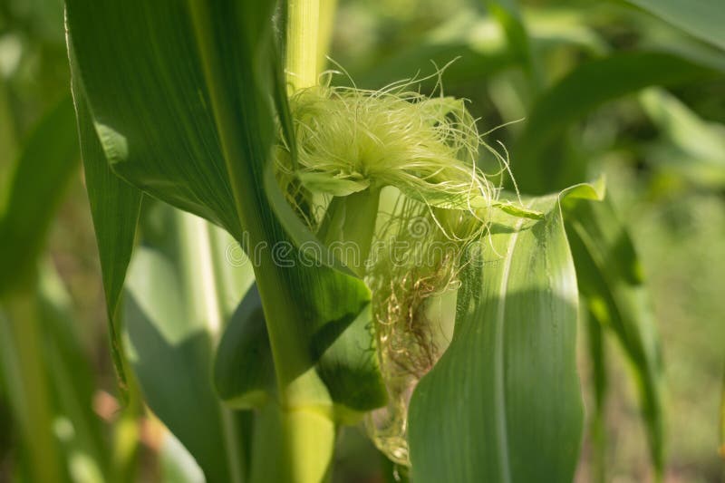 Corn Hairs with Pink Tips on Tree Stock Image - Image of cropplant ...