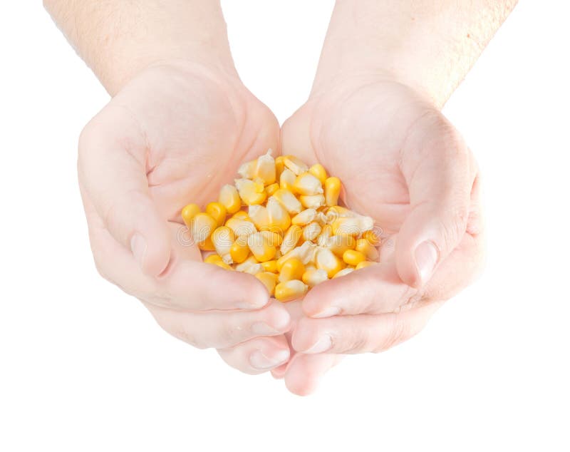 Corn in hand stock image. Image of grain, love, macro - 24398037