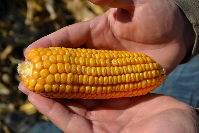 Corn in hand stock photo. Image of hands, yellow, corn - 27274452